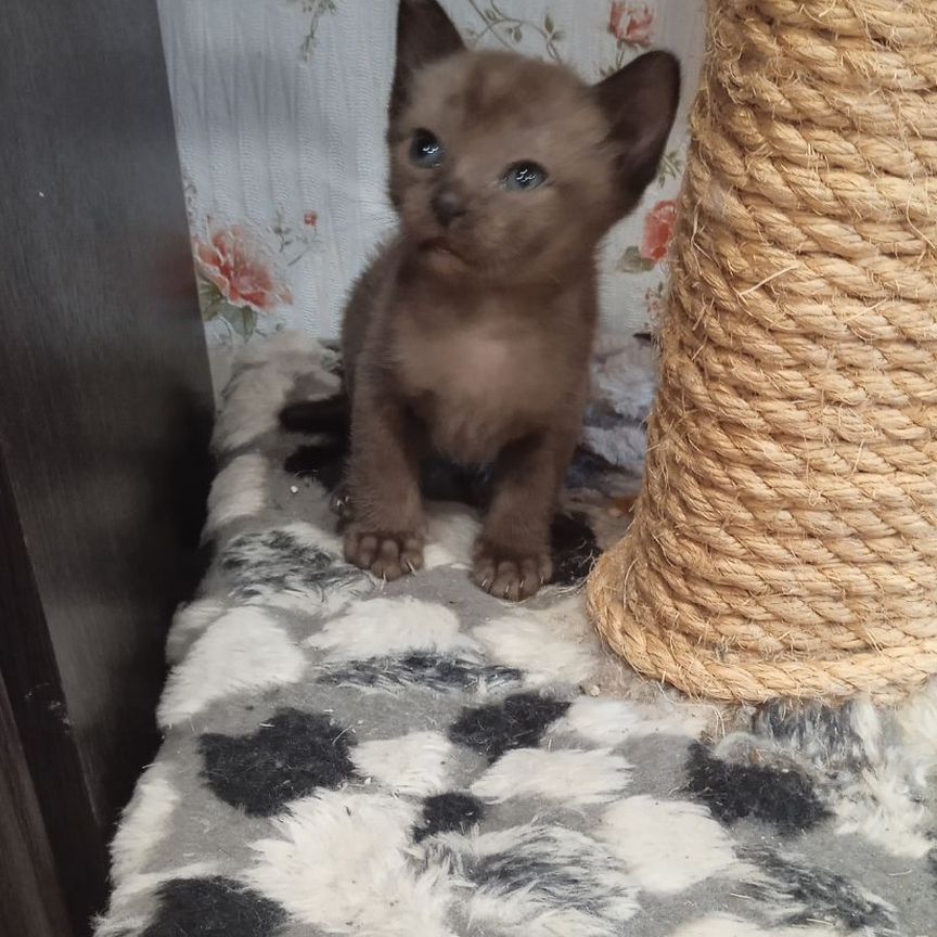 Милые бурмашечки