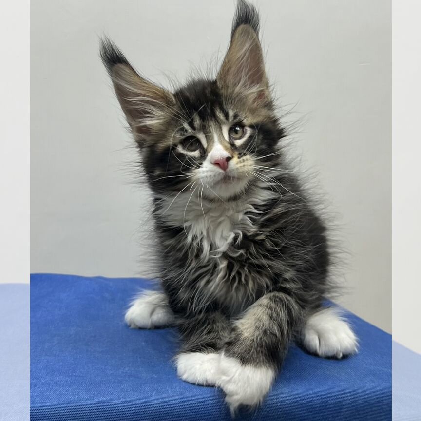 Мейн-кун котёнок