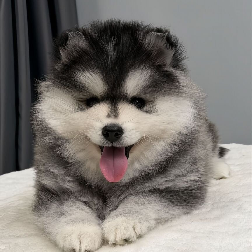 Помски, щенок