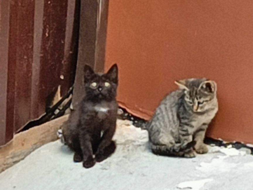 Черный котенок в добрые руки