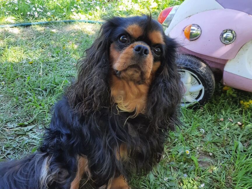 Собака в добрые руки