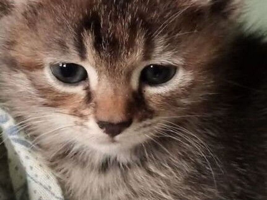 Кошки в добрые руки