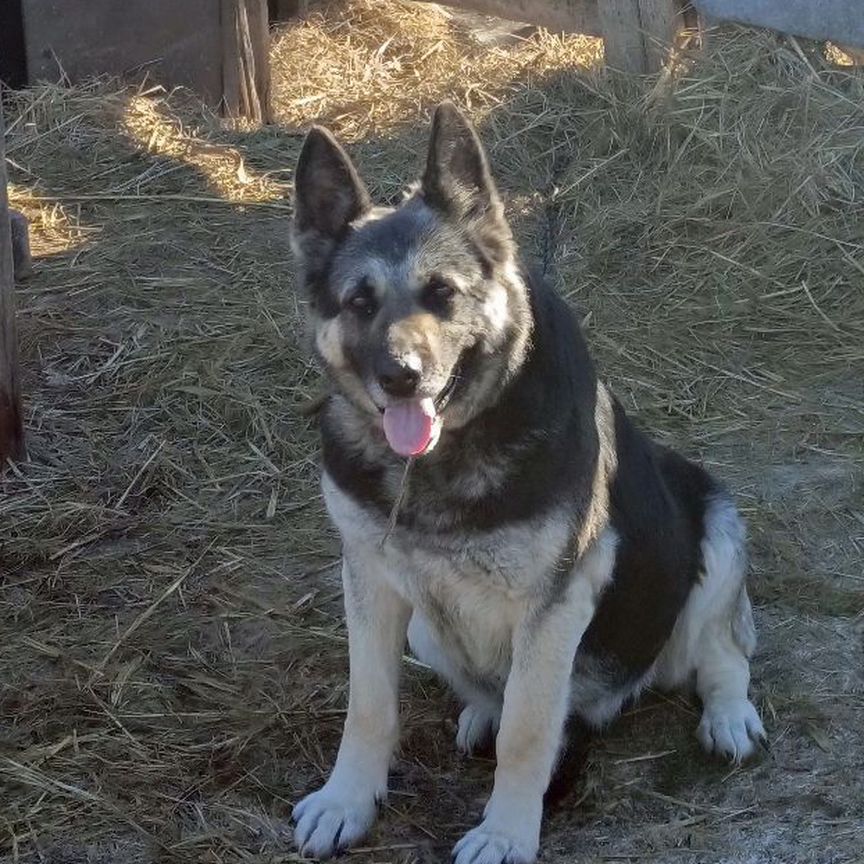 Немецкая овчарка, взрослая собака