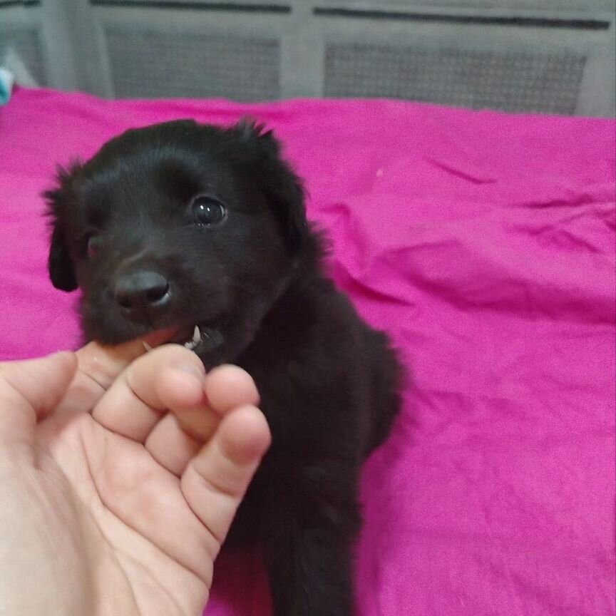 Щенок мальчик на охрану