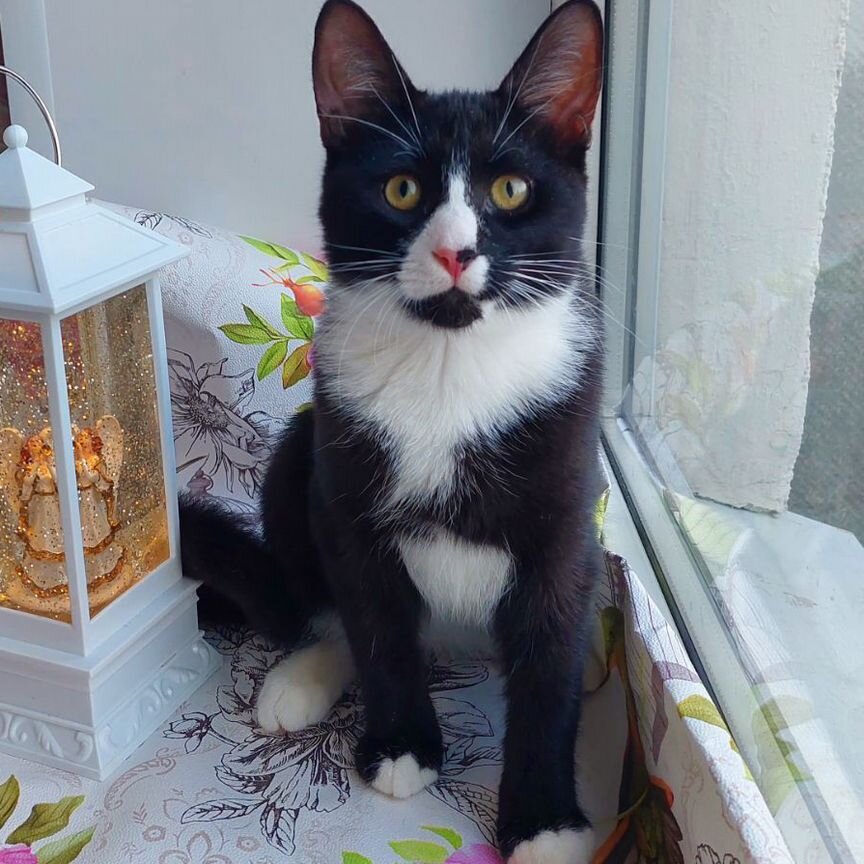 Кот как собачка