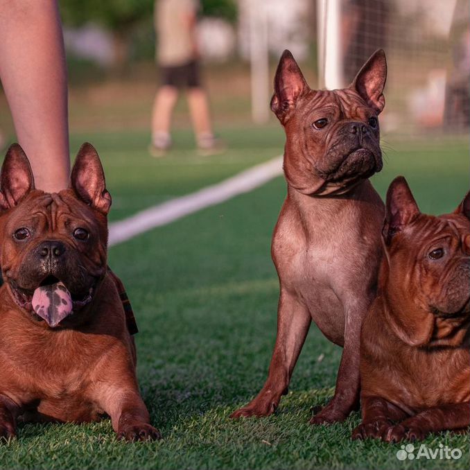 Китайский Чунцин