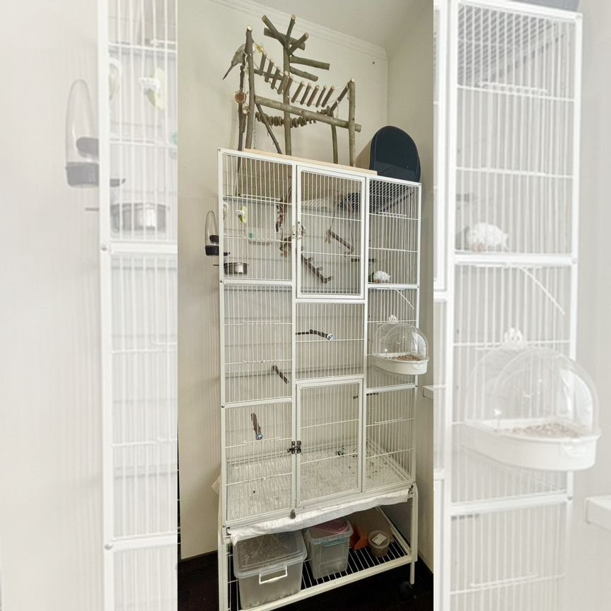 Волнистые попугаи с клеткой