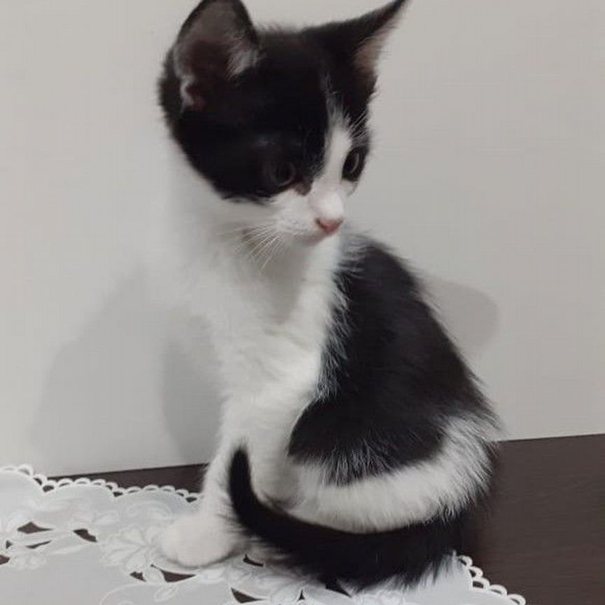 Котенок в добрые руки