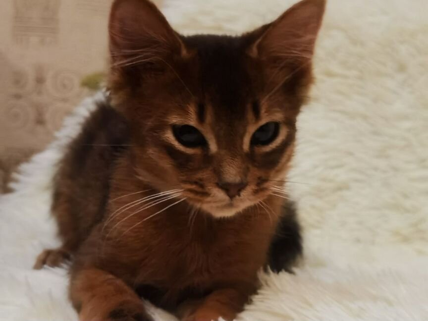 Сомалийские котята с документами