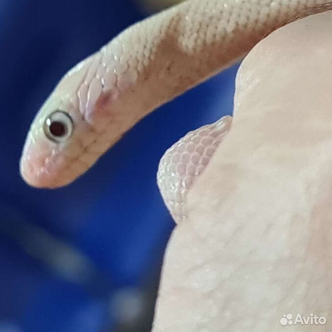 Белый техасский полоз леуцист (Elaphe obsoleta)