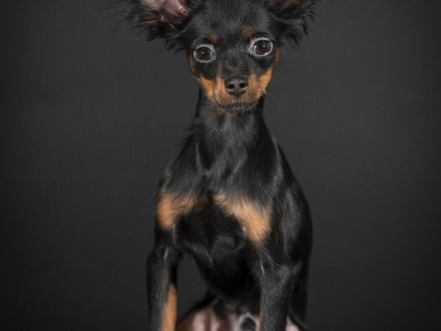 Роял альянс брайтон, док-ты РКФ