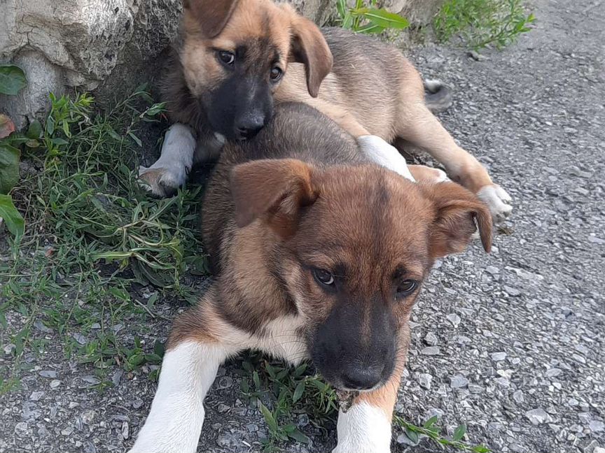 Собаки щенки бесплатно