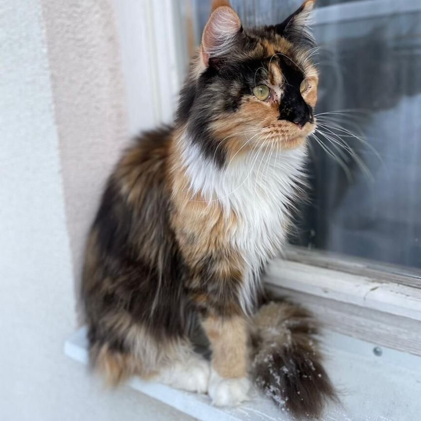 Мейнкун, 3 года