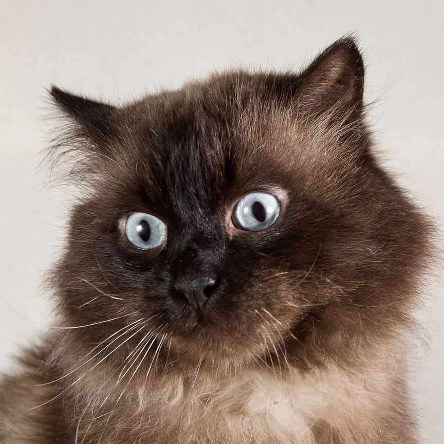 Кот Ангел ищет дом