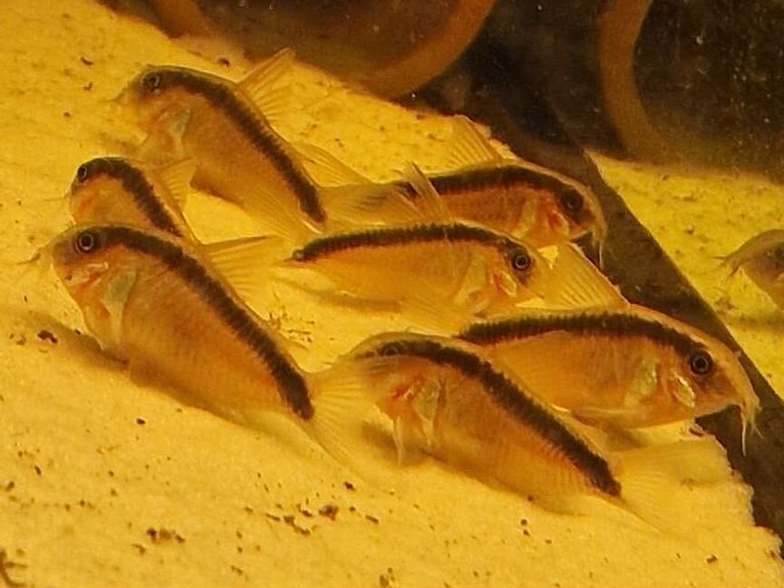 Коридорас Аркуатус