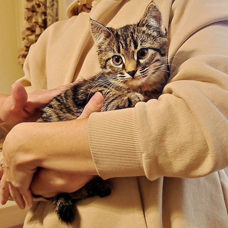 Кошки ищут дом
