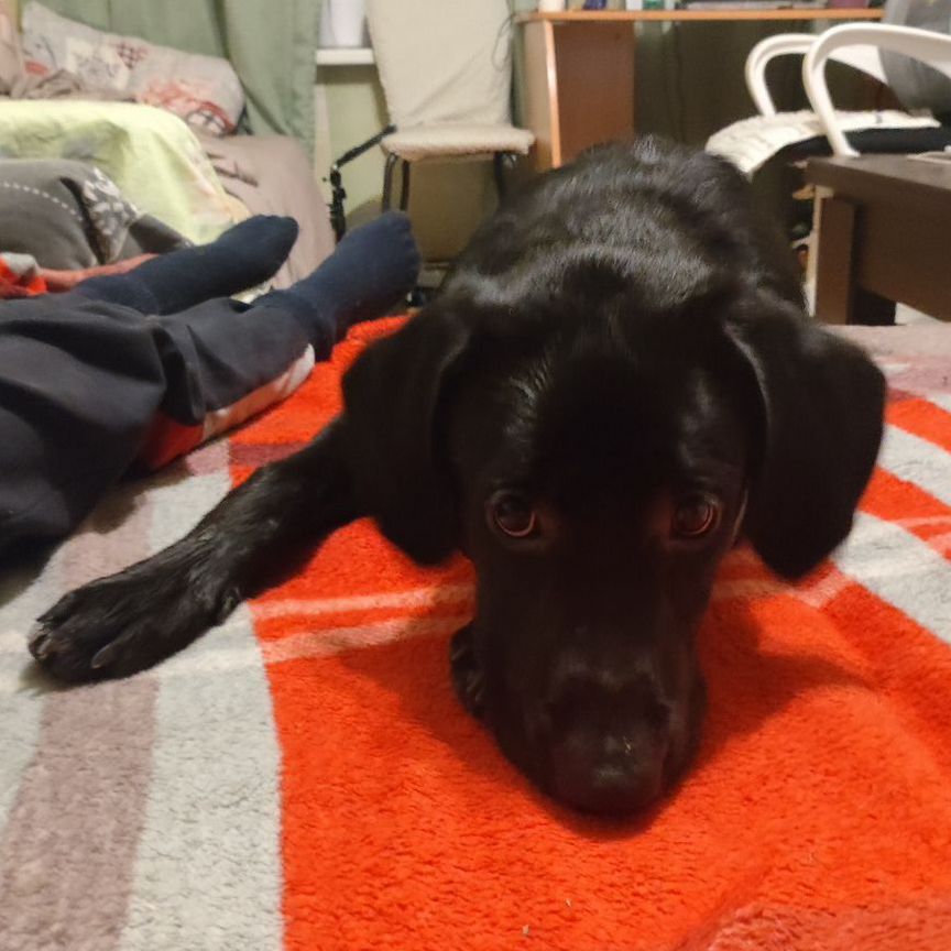Лабрадор-ретривер, щенок