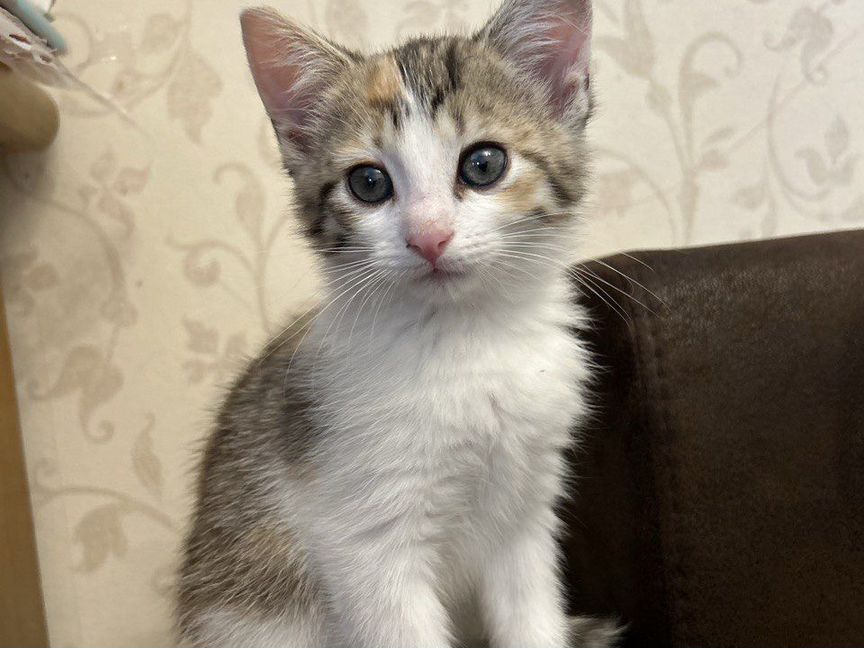 Кошка