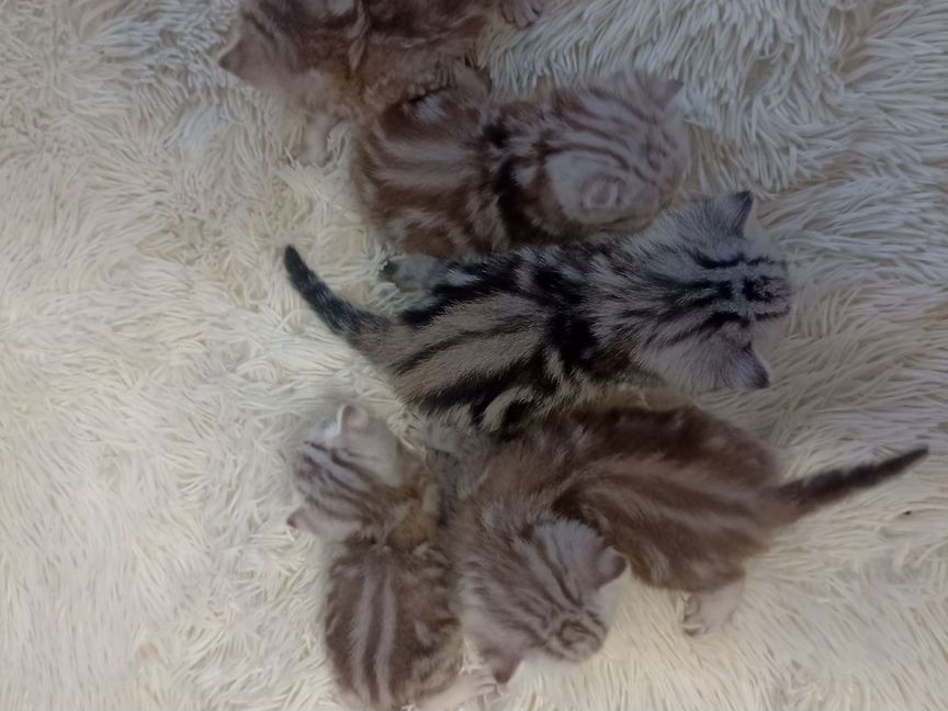 Шотландские котята