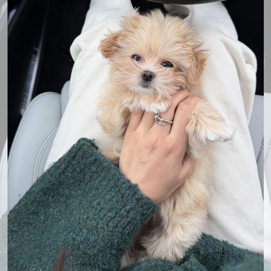 Мальтипу, щенок