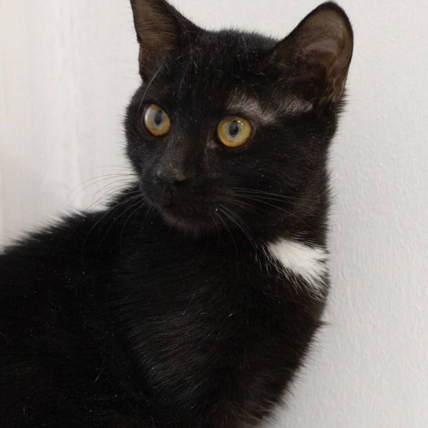 Котенок Росси ищет любимого хозяина