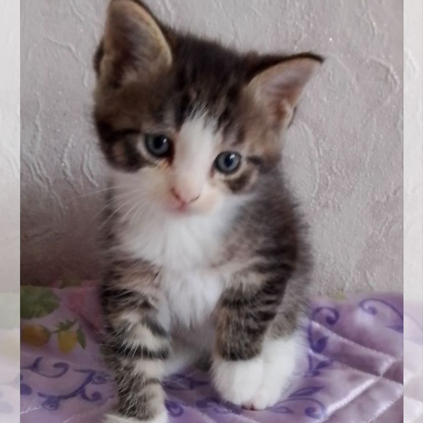 Котята помесь мейнкун