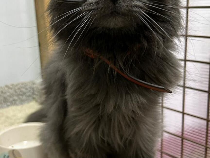 Красивый бывшедомашний кот в поиске семьи