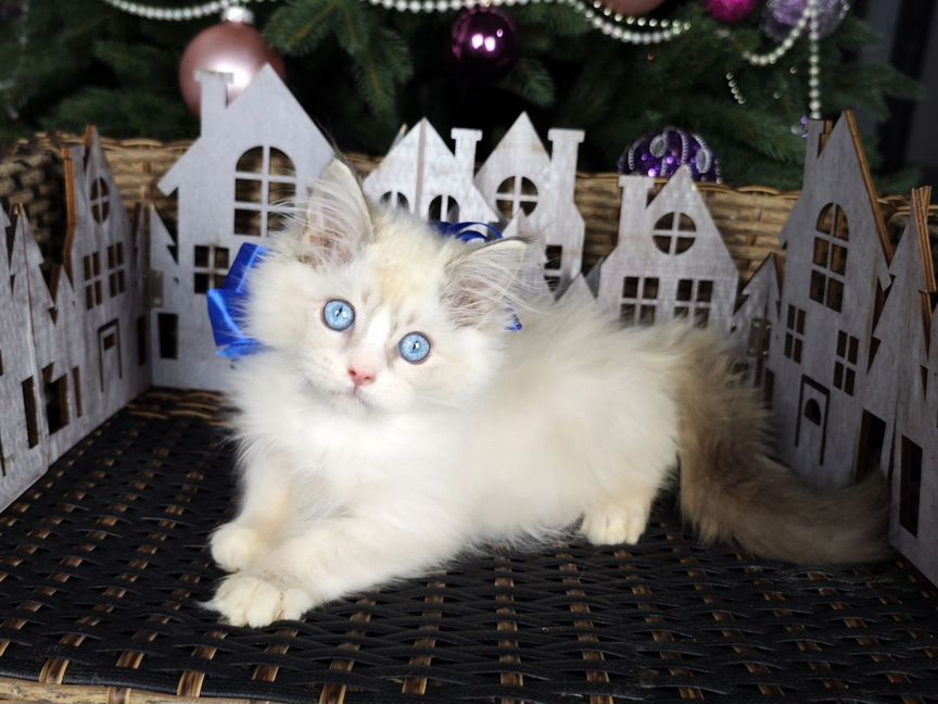 Енотик, рэгдолл с родословной