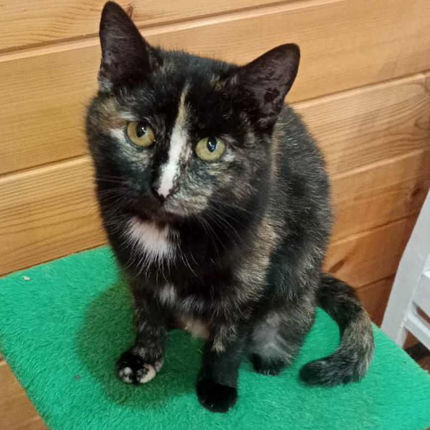 Кошки в добрые руки