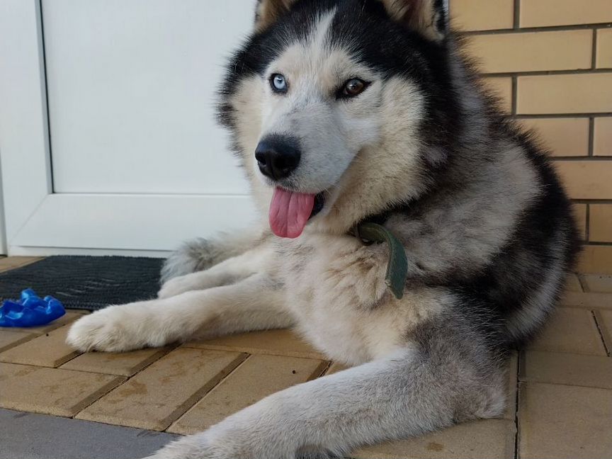 Сибирский хаски вязка