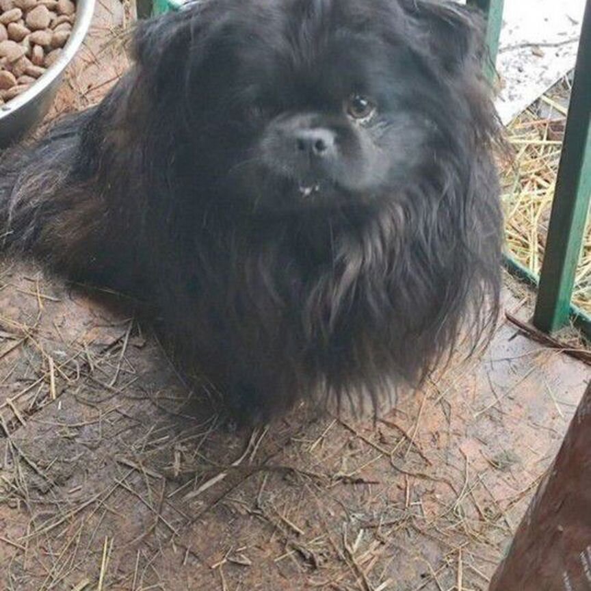 Красивый пикенесик