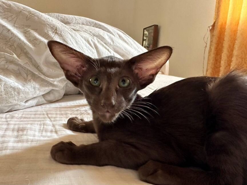 Ориентальная девочка 3 мес