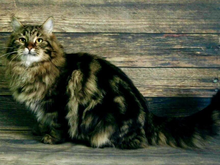 Кошки сибирские из питомника
