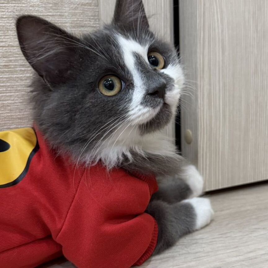 Худи для котенка