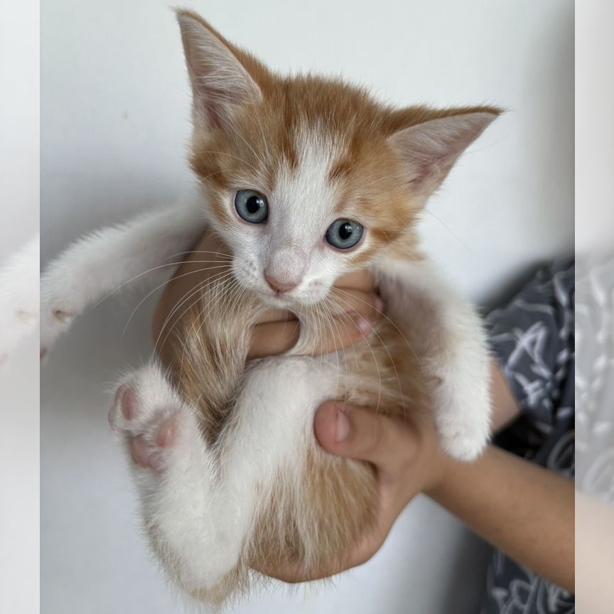 Котята в добрые руки бесплатно