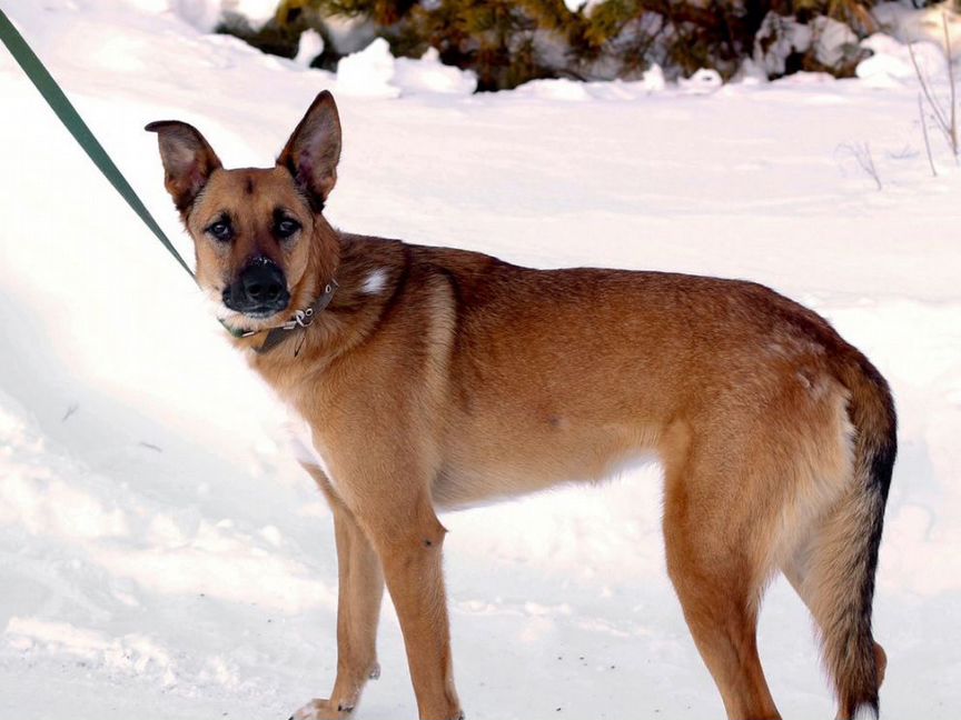 Сидел и ждал смерти