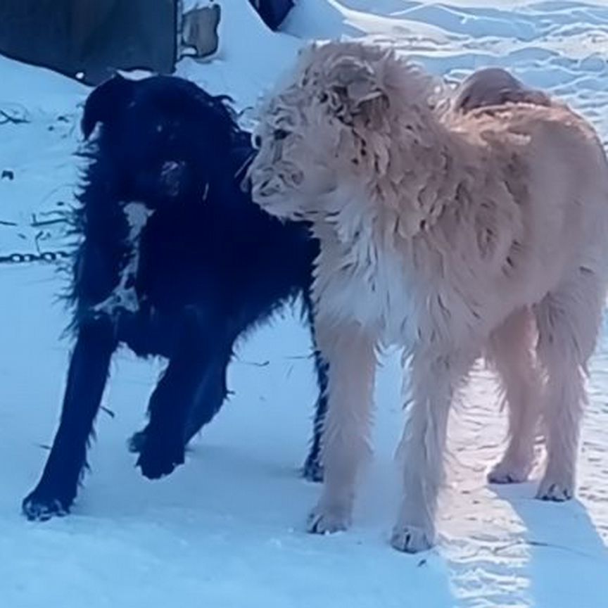 Взрослая собака в добрые руки