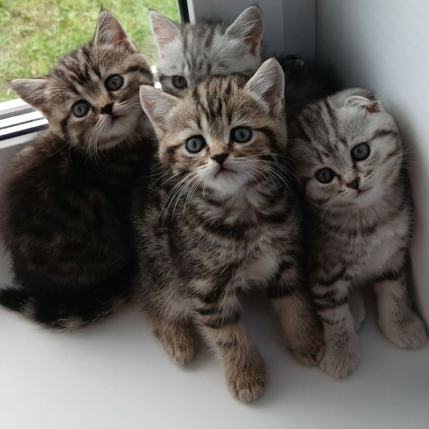 Шотлансдкие котята