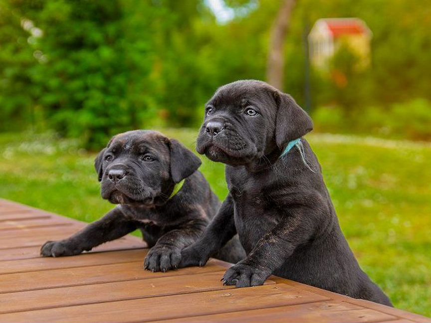 Щенки Кане Корсо