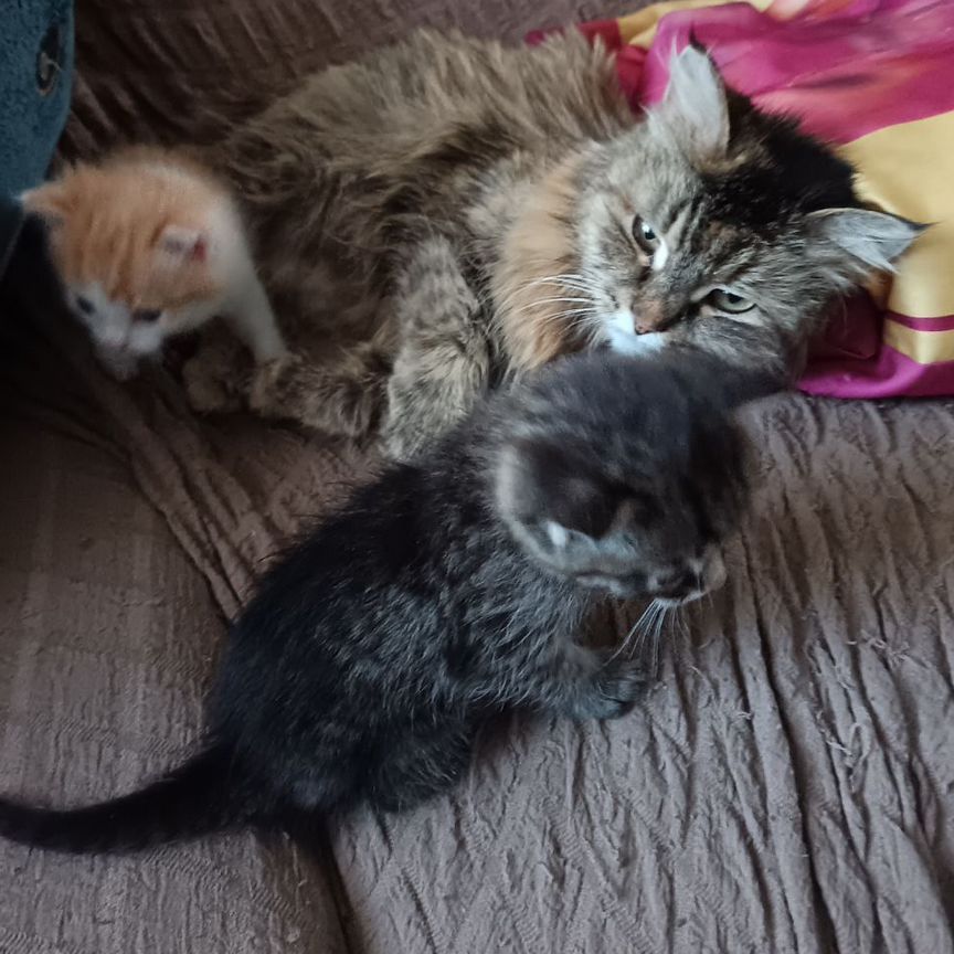 Норвежский лесной котёнок