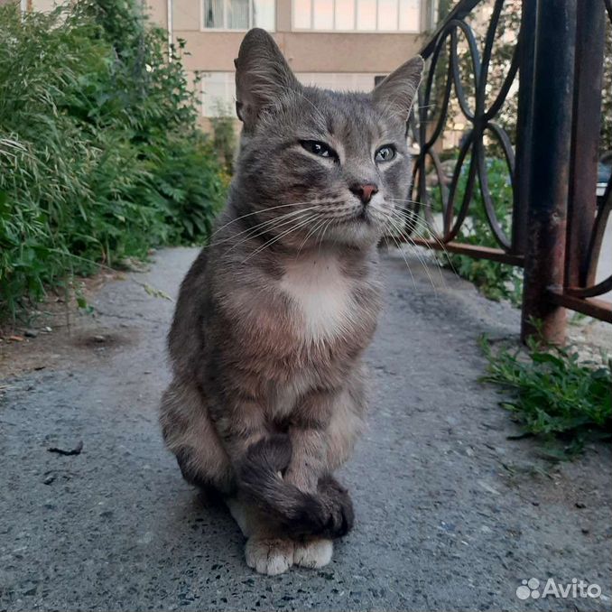 Кот Николай