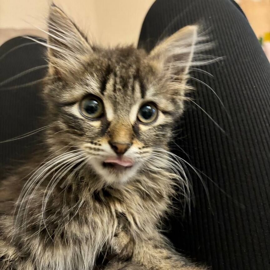 Котёнок пушистик
