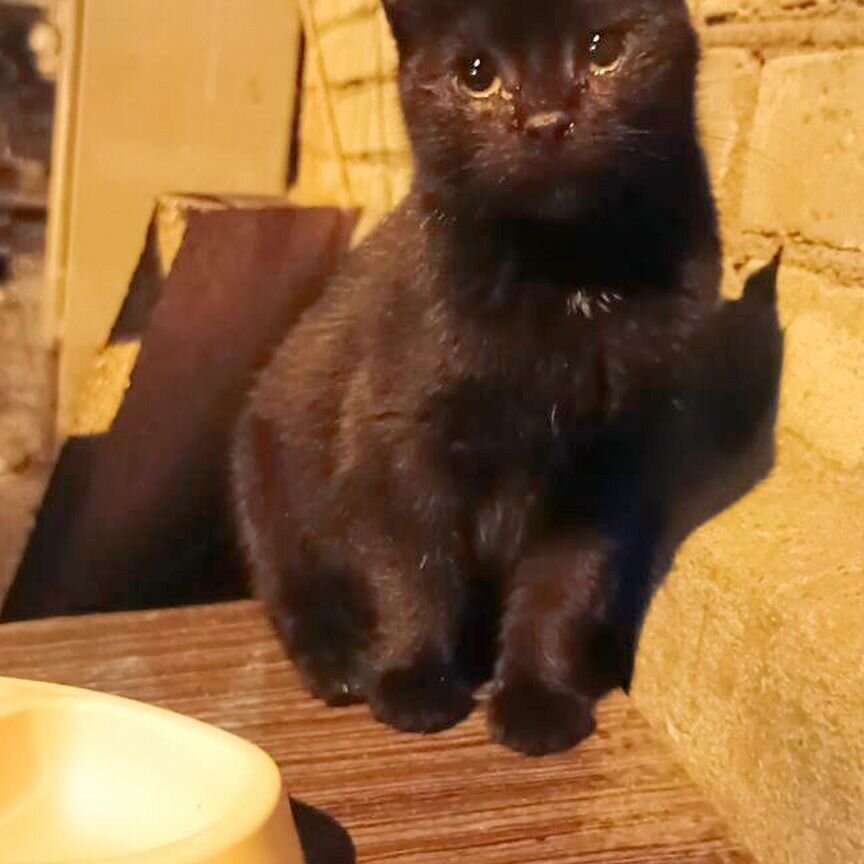 Кошечка Ищет хозяина