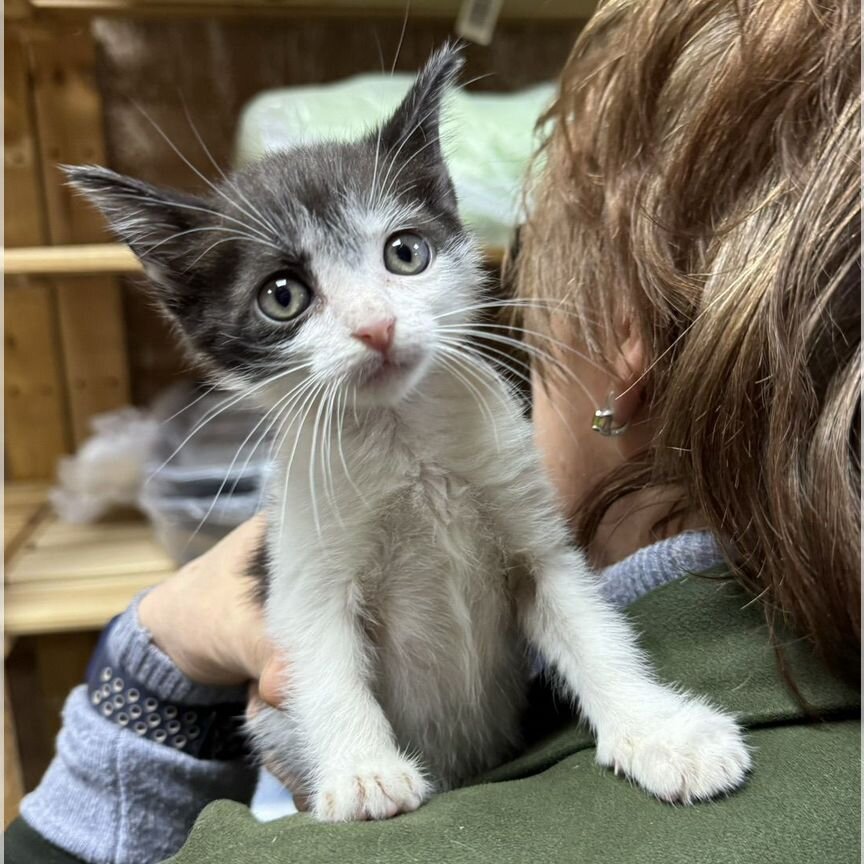 Котёнок в добрые руки