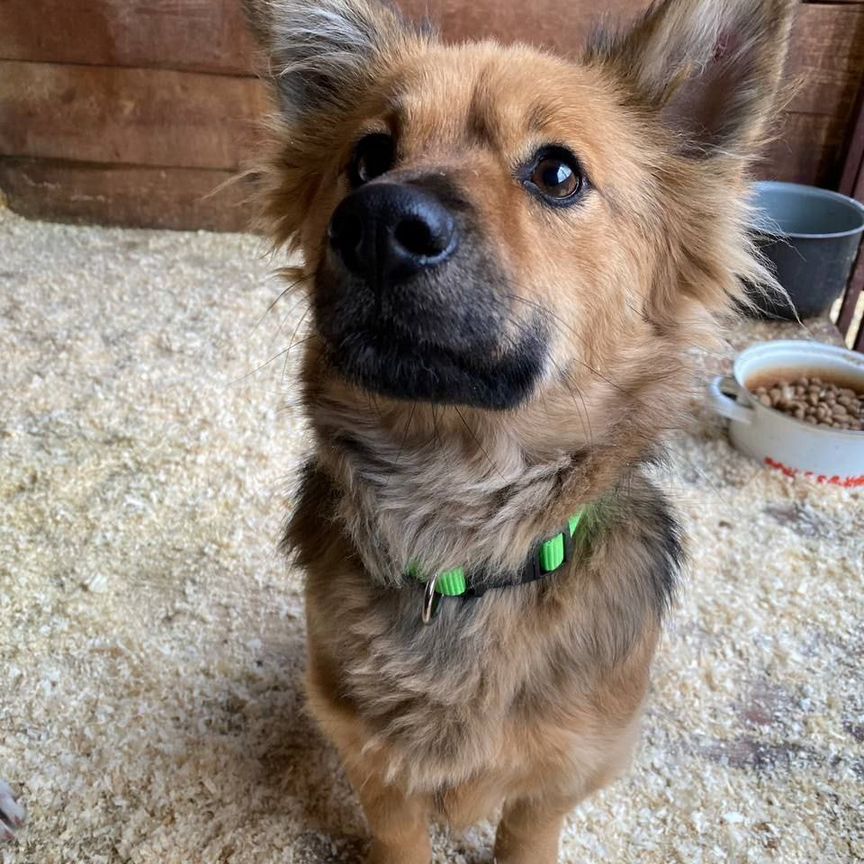 Милый Фунтик