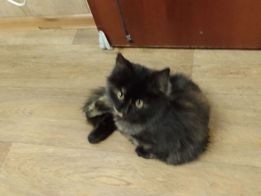 Кошка