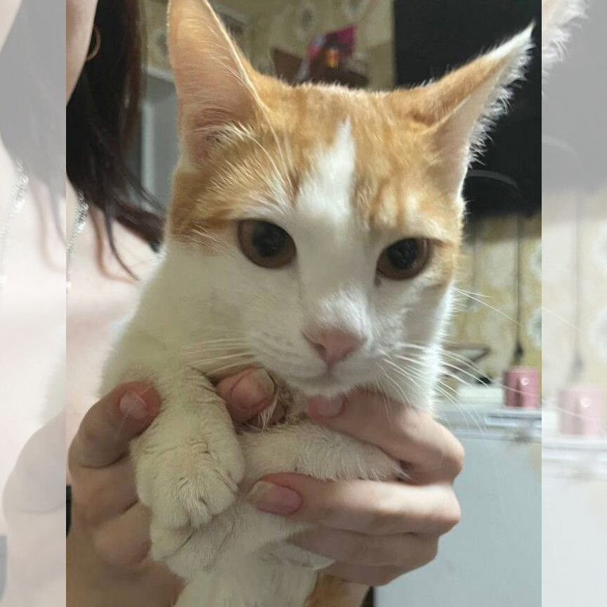 Взрослый кот в добрые руки