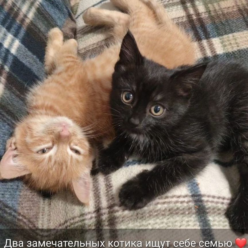 Отдам котят 3 мес. в добрый, бережные руки