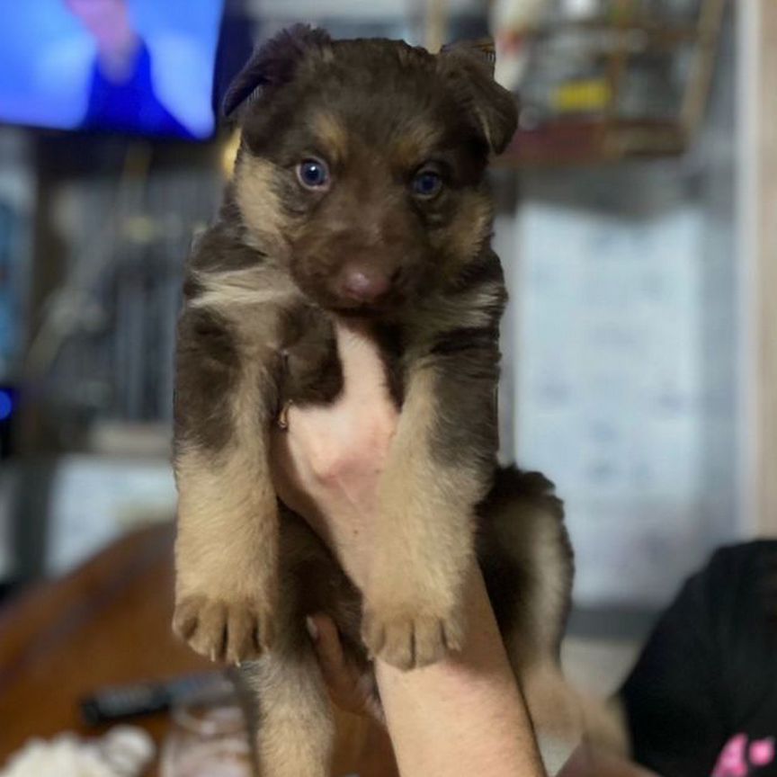 Продам щенка от немецкой овчарки