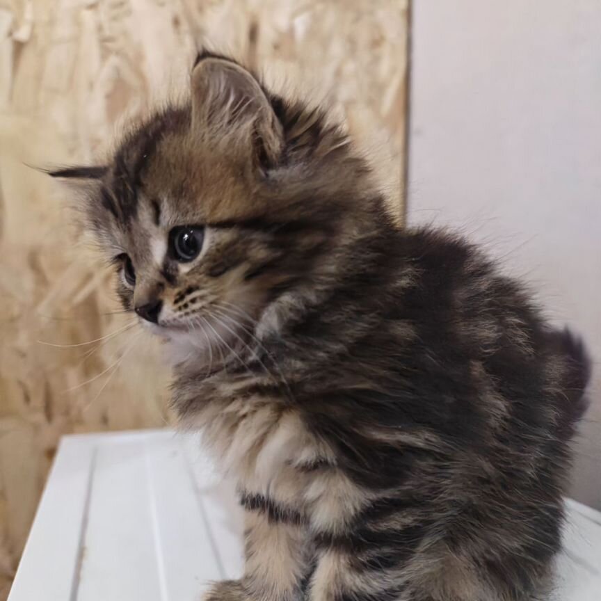 Котята